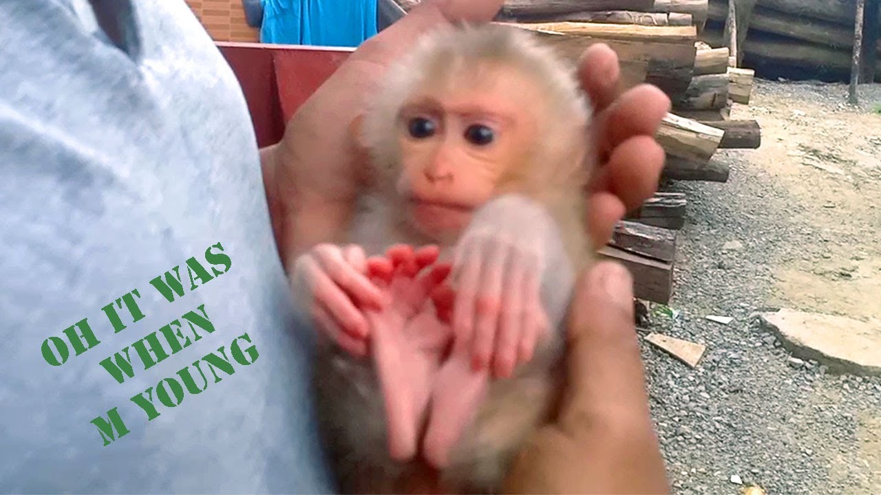 Wow So Cute Daddy So Happy To See Baby Monkey Toddler Abbey Playing On wow-so-cute-daddy-so-happy-to-see-baby-monkey-toddler-abbey-playing-on