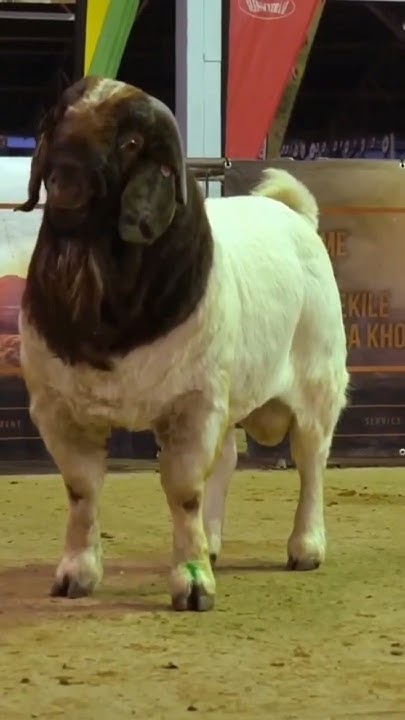 💪😱 Boer Goats South African #goats #farm #goat - YouTube