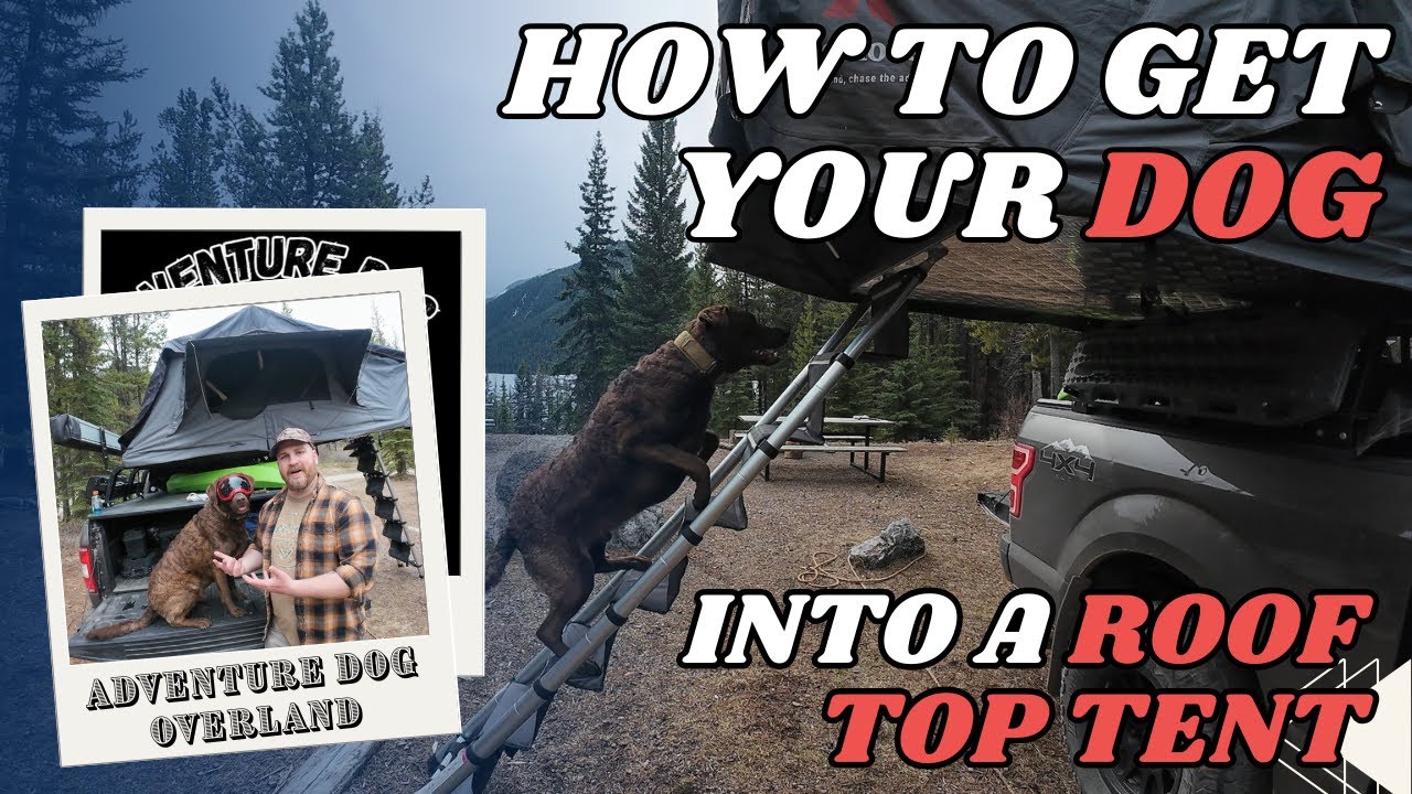 How To Get Your Dog In A Roof Top Tent! 6 Steps To Building Confidence ...