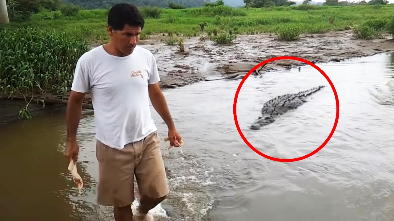30 Scariest Crocodile Encounters of the Year - YouTube