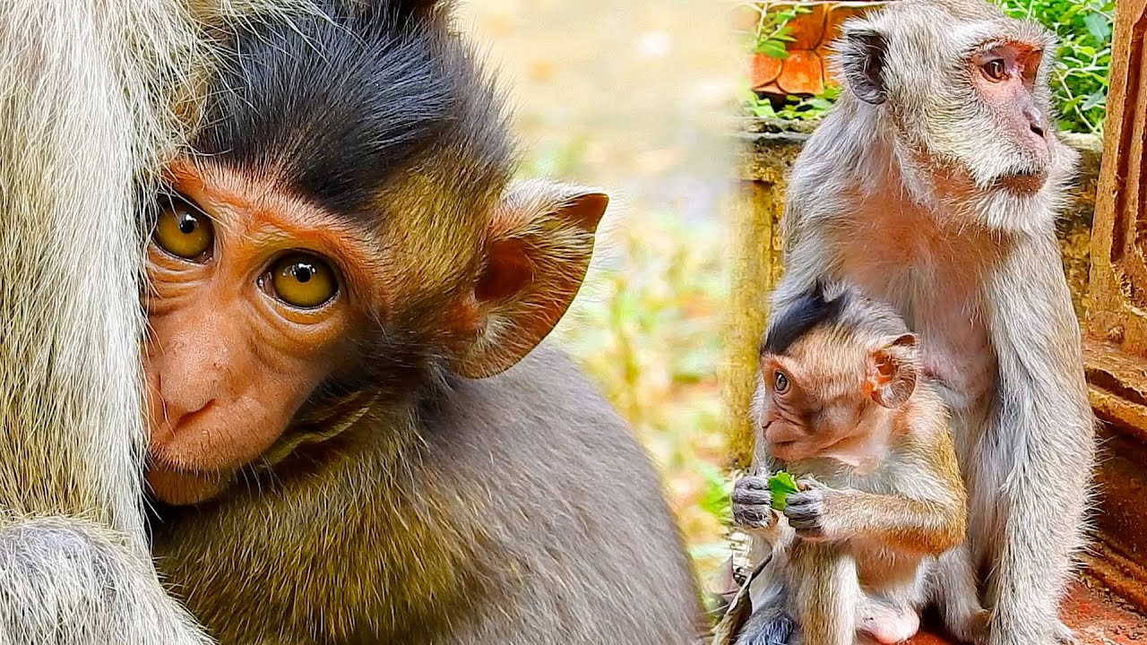 Vegan baby monkey tries to suck milk from Vegas mother and tries to ...
