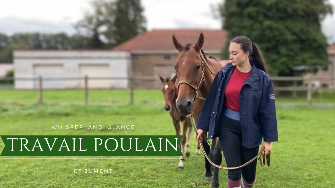 On commence le travail avec le poulain ! - YouTube
