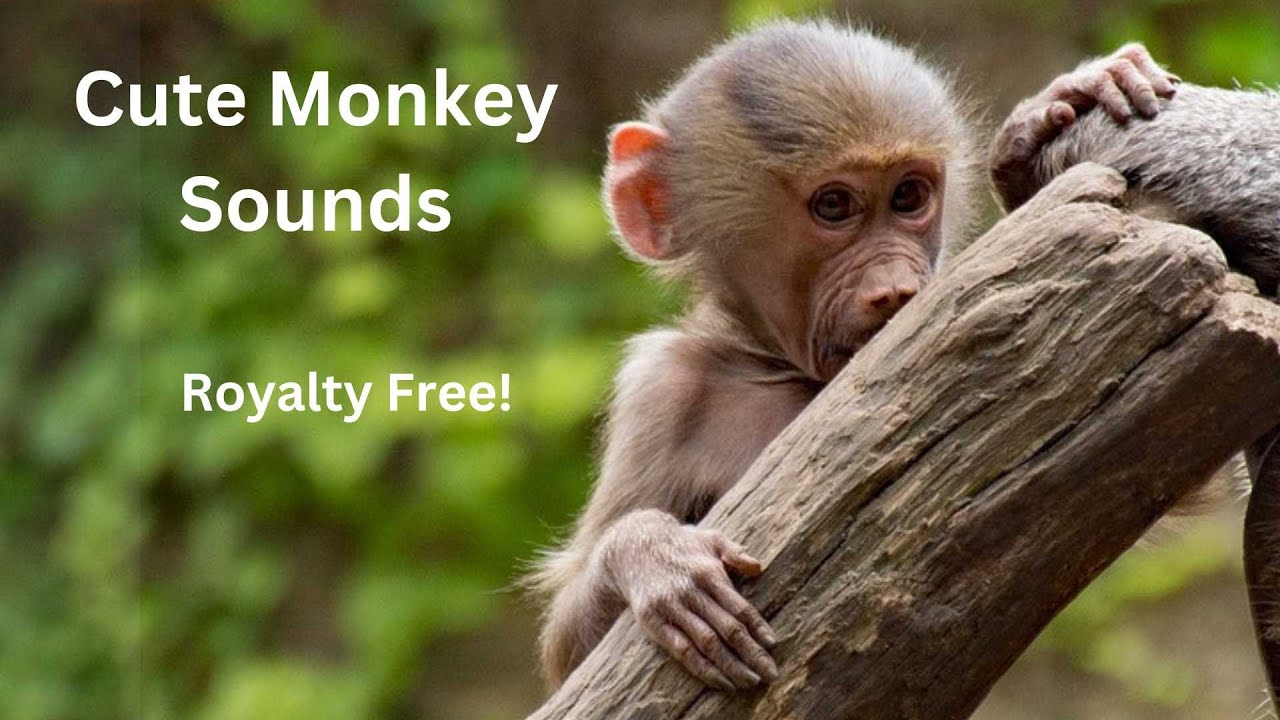 Cute Monkey Sounds - YouTube