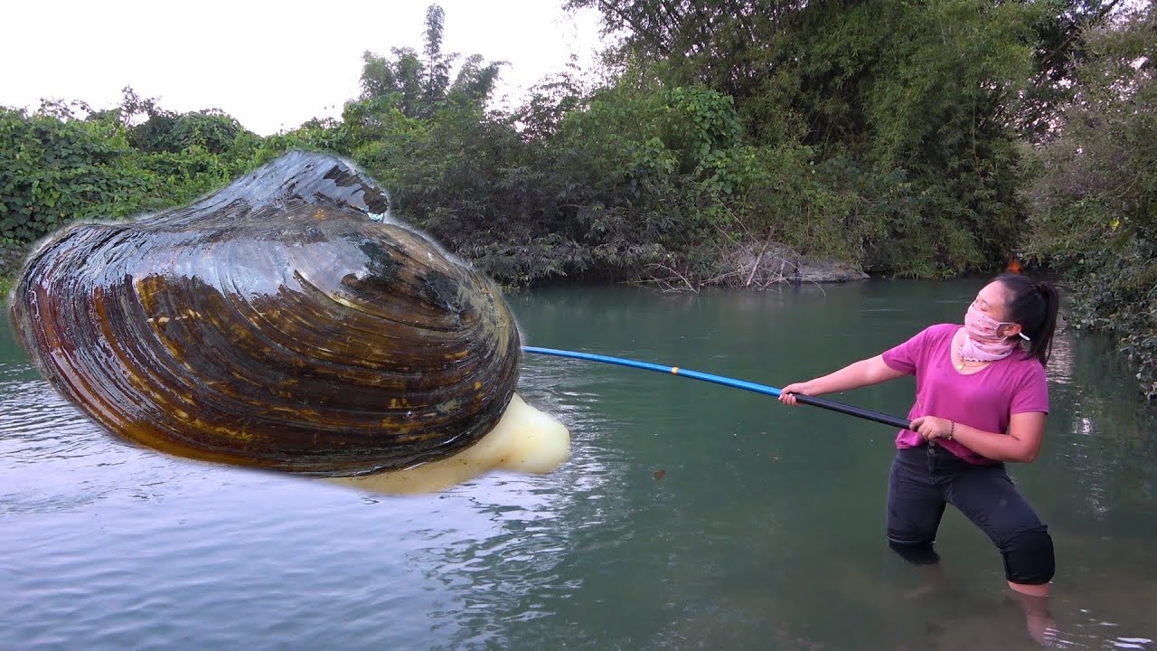 Salvaging giant pearl clams from the river, I have harvested the most ...