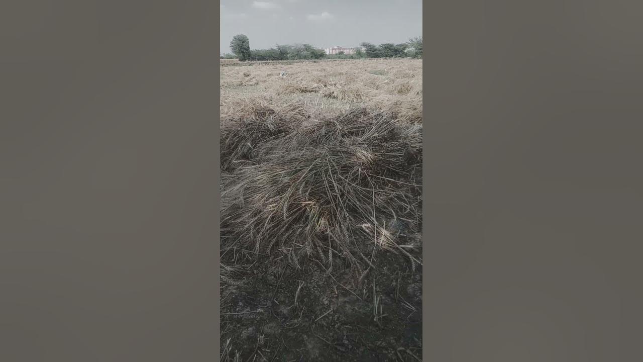 Fasal katata kishan |Khet कटता किसान #shortsvideo #shorts - YouTube