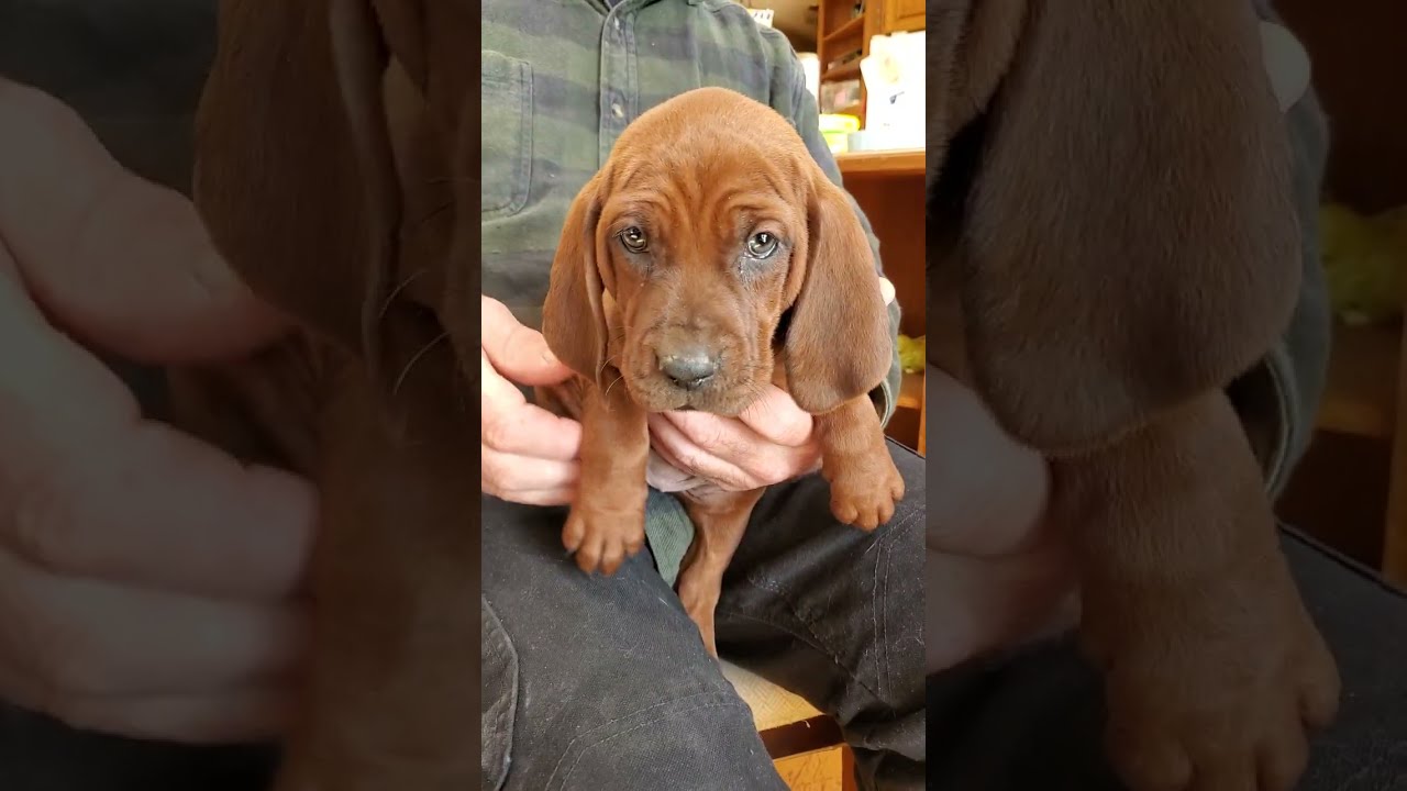 Redbone Coonhound female - chip 416 - YouTube