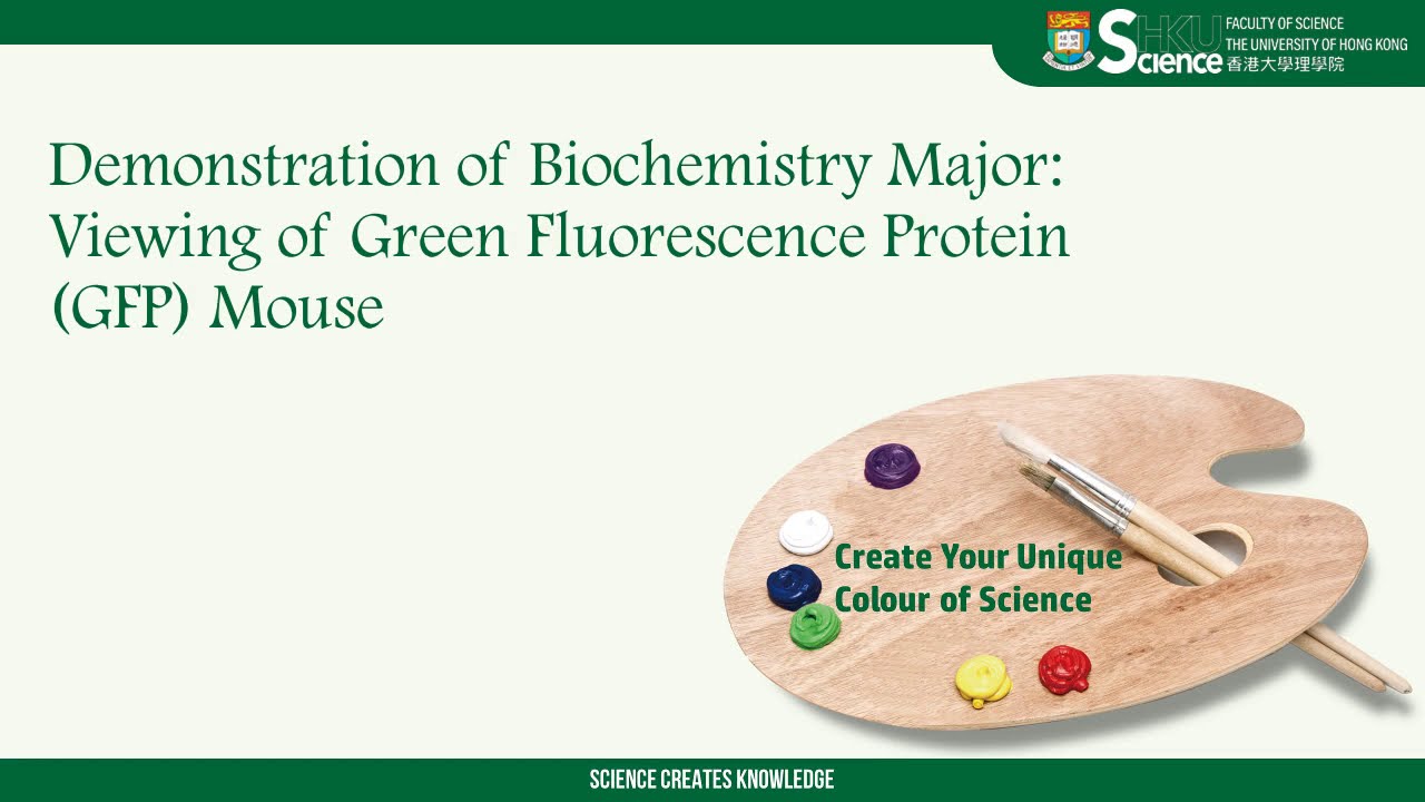Biochemistry demonstration: Viewing of Green Fluorescence Protein (GFP ...