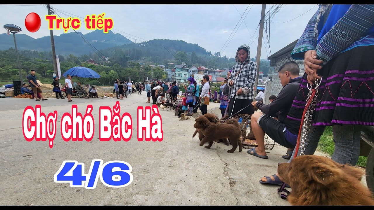 Trực tiếp chợ chó bắc hà 4/6 rất nhiều cún đẹp ngon bổ rẻ | Bac Ha ...