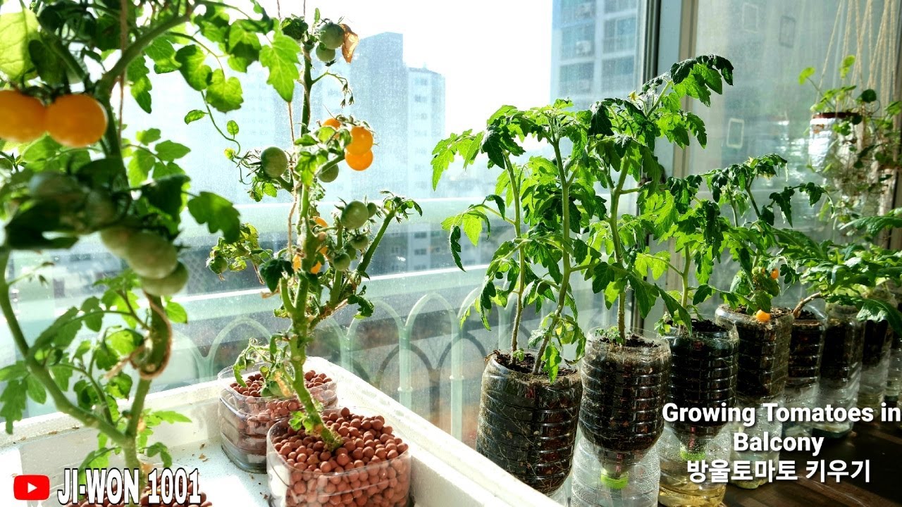 Growing Tomatoes in Balcony | Tomato Growing in Plastic Bottles ...