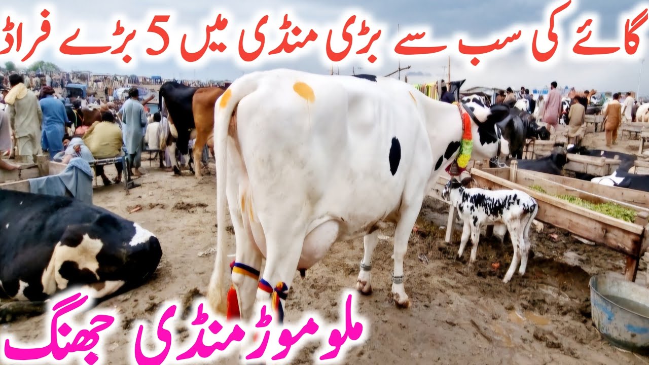 Pakistan Biggest Cow Mandi | How To Purchase Cow | Global Village ...