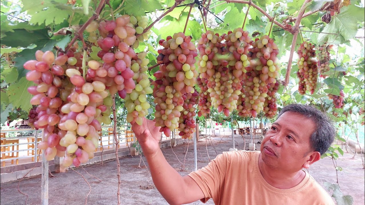 2 Years Old na Grapes, Paano napabunga ng Napakarami? Alamin - YouTube