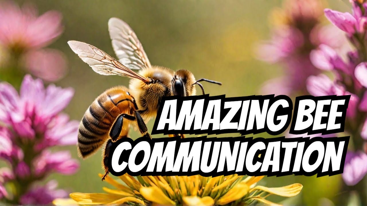 The Amazing Honeybee Waggle Dance Explained! - YouTube
