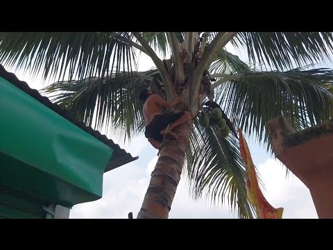 papa ped mein chareh// Nariyal ke// sanjanaz nest
