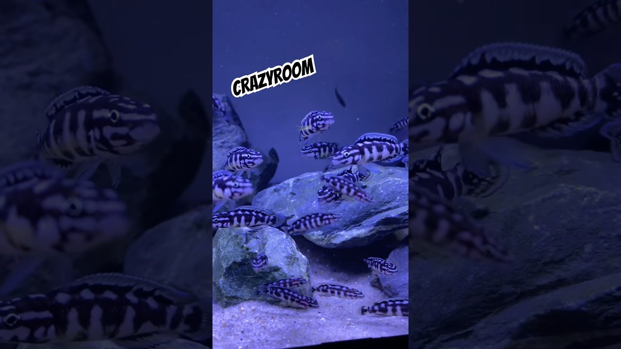 TANGANJIKA TRANSCRİPTUS BREEDING CICHLIDS ⚫️⚪️🔵#tanganyikancichlids # ...