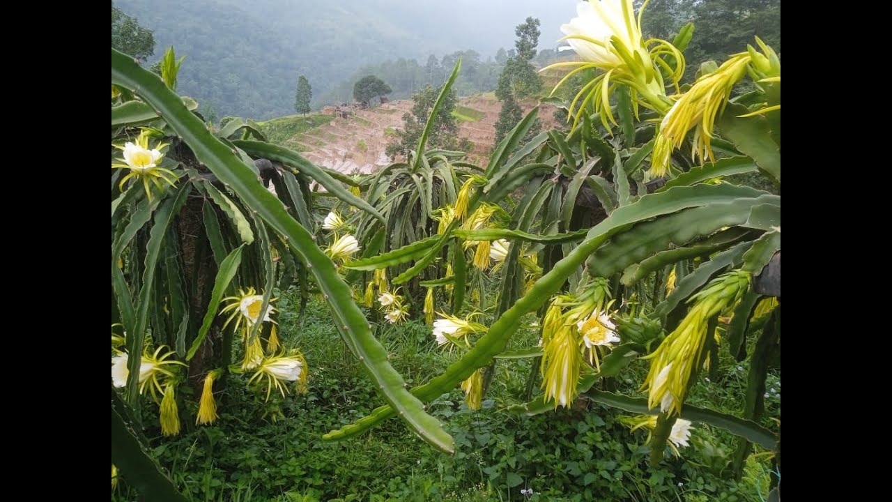 dragon fruit pillar setup in nepal हजार पिलरमा चार हजार विरुवा ...