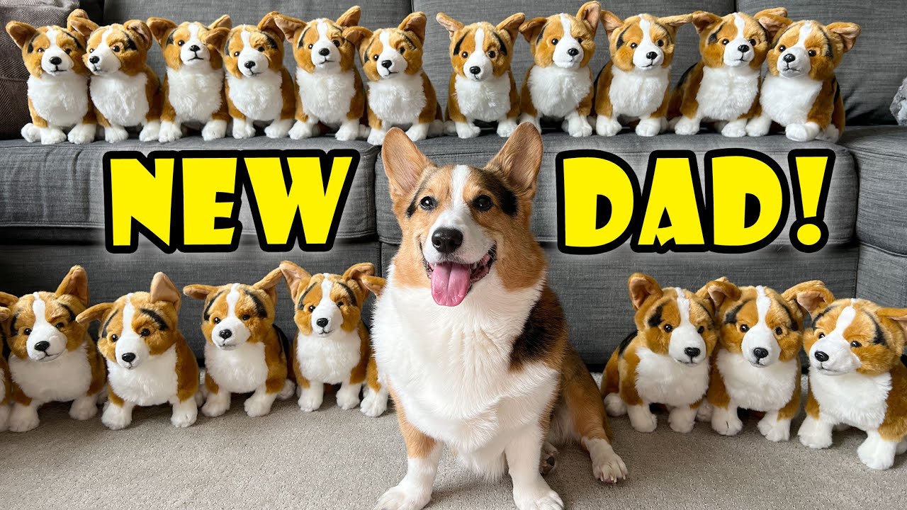 New CORGI DAD Disowns His Puppies! || Life After College: Ep. 719 - YouTube