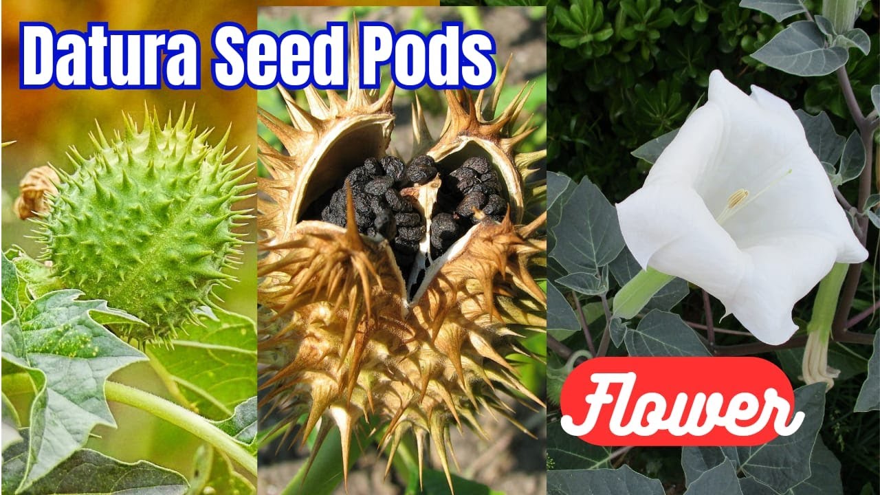 धतूरा बीज से फ्लावर तक की जानकारी|| Datura Seed Pods And Unique Flower ...