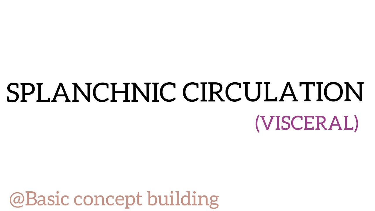 Splanchnic circulation | Visceral circulation | Basic concept building ...