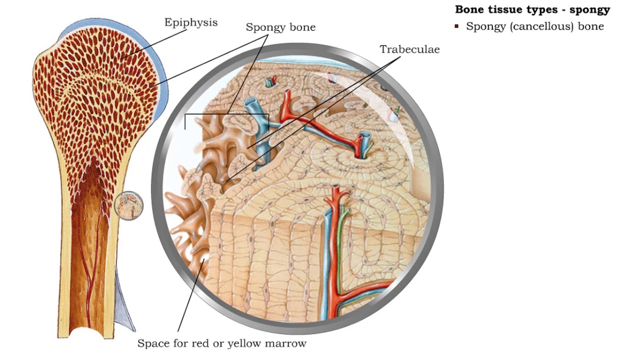 Bone Tissue Types Compact And Spongy YouTube