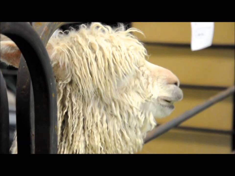 Alpaca Humming - YouTube