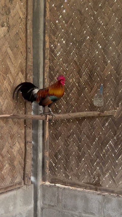 kuv tus lau qaib daum qua zoo kawg nawb - YouTube