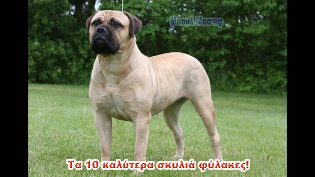 ΤΕΤΑ 10 ΚΑΛΥΤΕΡΑ ΣΚΥΛΙΑ ΦΥΛΑΚΕΣ - YouTube