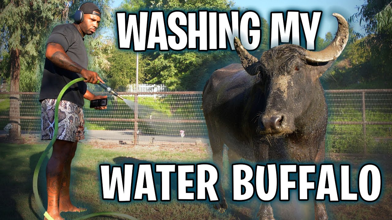 Buffalo Bath Time: Splashing Around with My Giant Friend! - YouTube