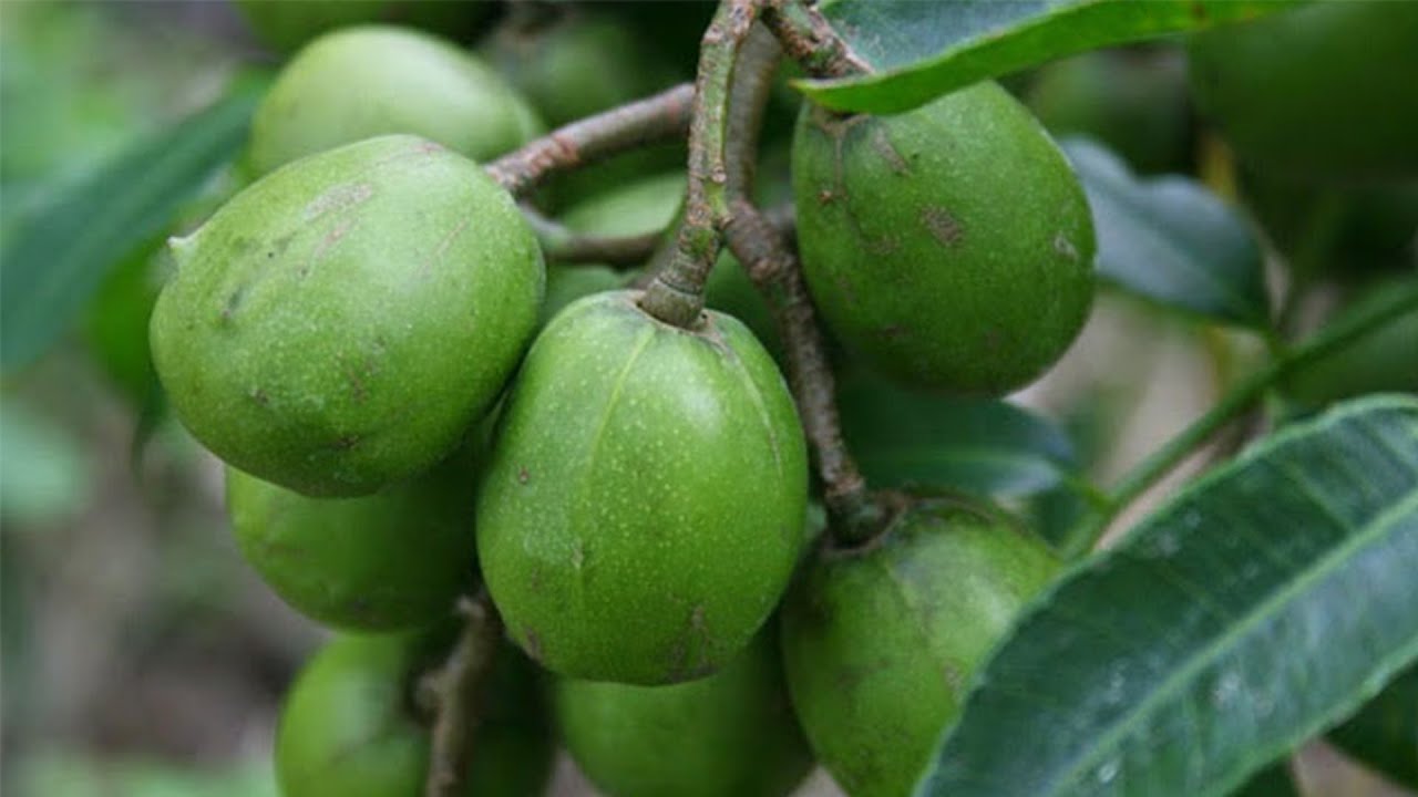 Best Technique | How to Grow June Plum Tree with June Plum branch - YouTube