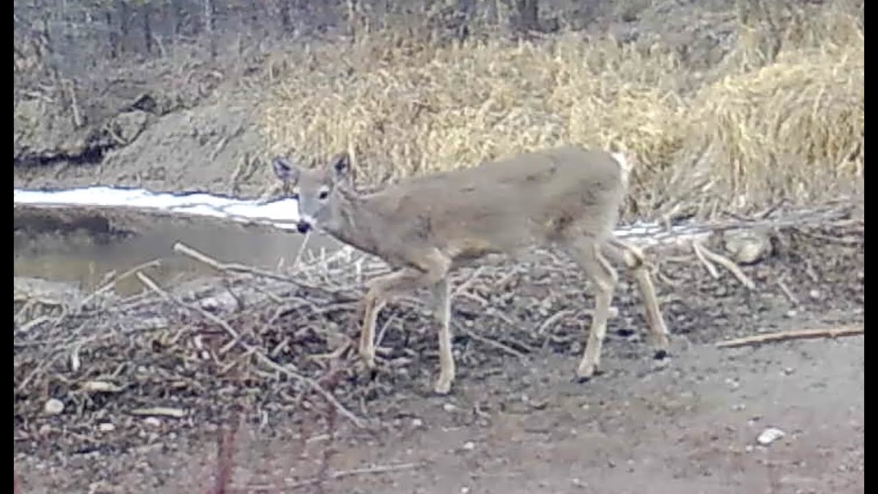 The Beaver dam Deer - YouTube