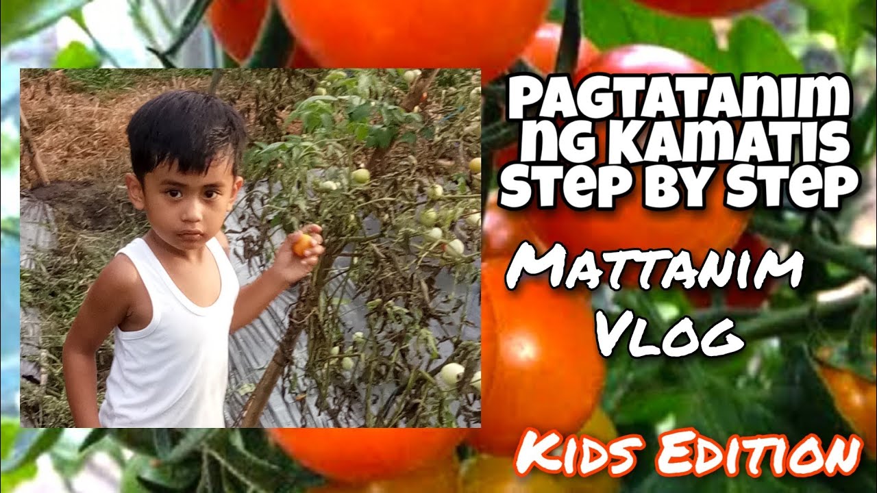Pagtatanim ng Kamatis (Philippines) - YouTube