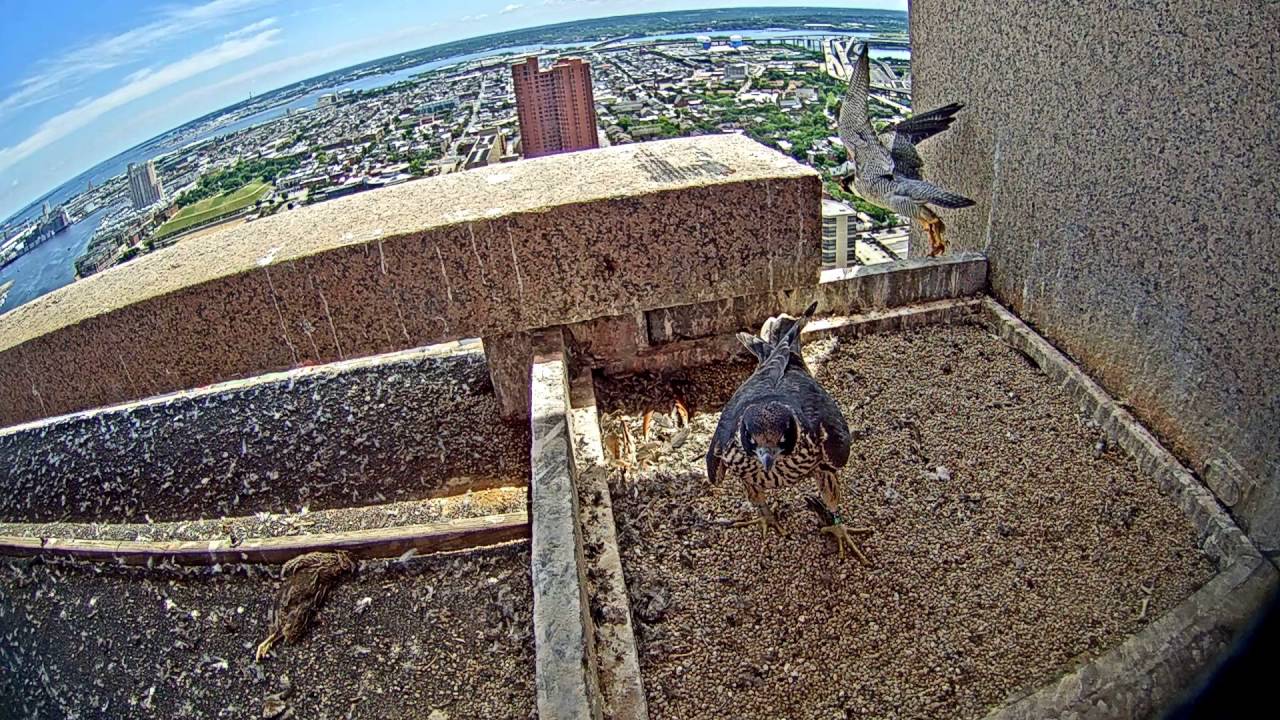 Falcon Eyas On the War Path - YouTube