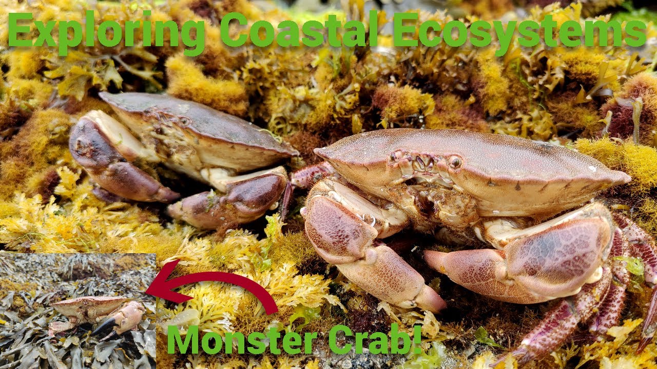 Exploring Coastal Ecosystems & Foraging - Huge Brown Crabs! Spider ...
