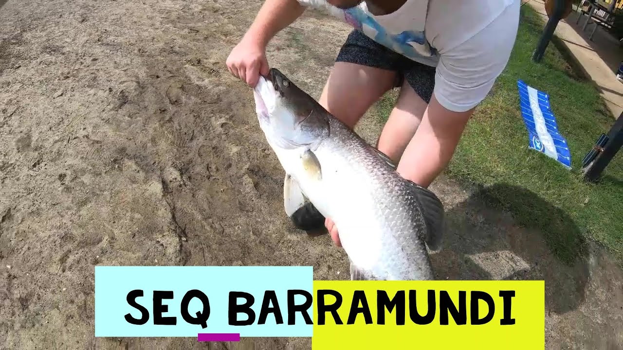 HOW TO CATCH BARRAMUNDI FISH IN SEQ BARRAMUNDI FISHING CATCHING HUGE ...