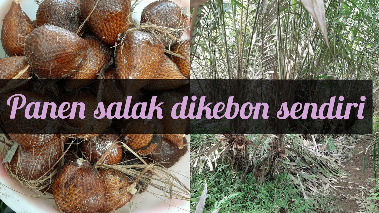 Panen salak dikebun bapak - YouTube