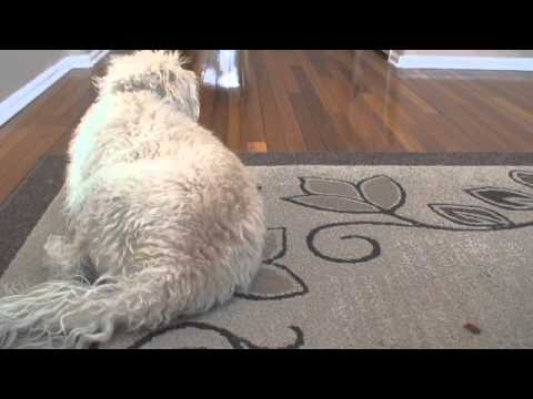 Q&A - My Dog Is Scared Of Men