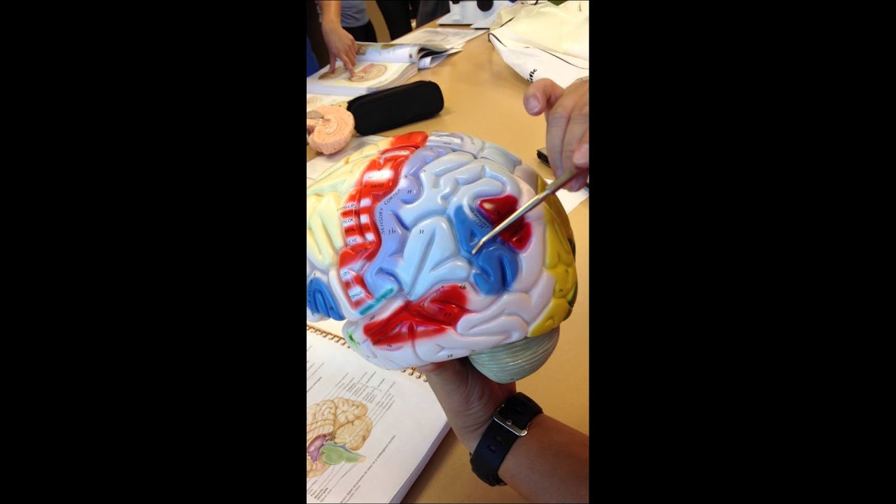 Brain Model Gyri, Lobes, Insula - YouTube