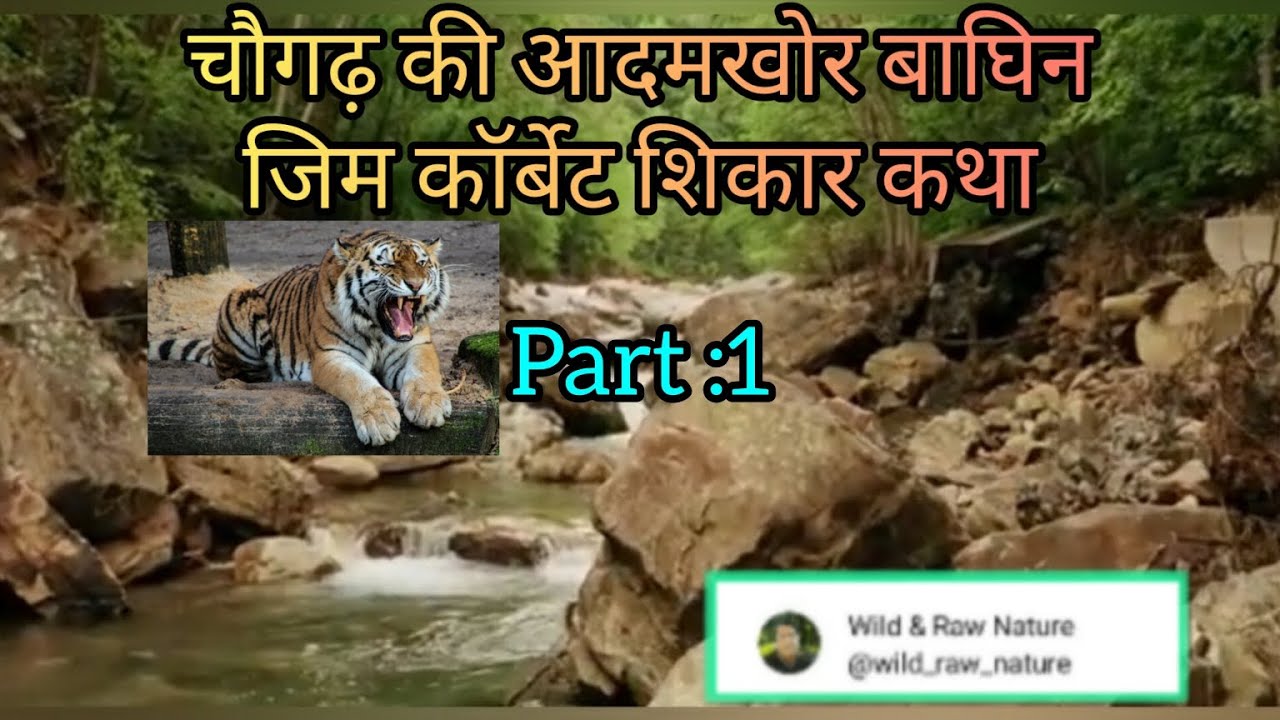 Chowgarh maneater Tigress:चौगढ़ की आदमखोर बाघिन #nature #jimcorbett # ...