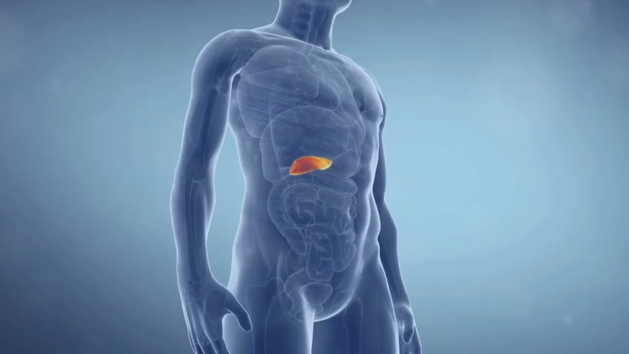Pancreas and insulin function journey - 3D Animation - YouTube