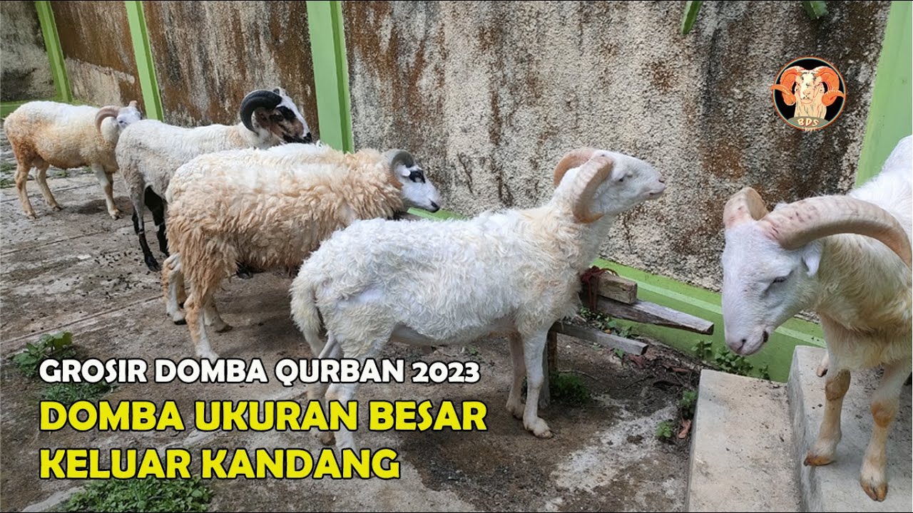 Update Harga Domba Qurban, Jual Domba, Grosir Domba Murah, Domba Garut ...