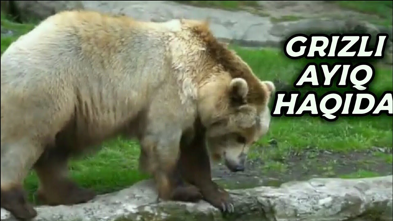 GRIZLI AYIQ HAQIDA MALUMOT #GRIZLI #AYIQ #HAQIDA #MALUMOT #GRIZLI_AYIQ ...