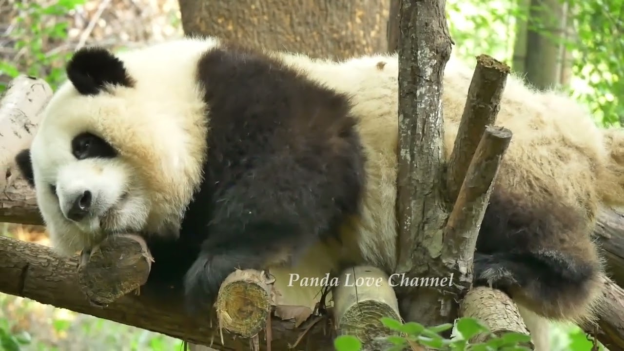 A panda has to do what a panda does after a lot eating: poop 🤣🙈 - YouTube
