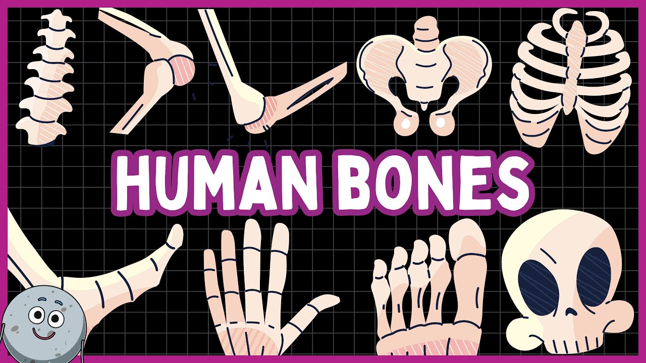 Bones of The Human Body for Kids - Kids Learning Bones - YouTube