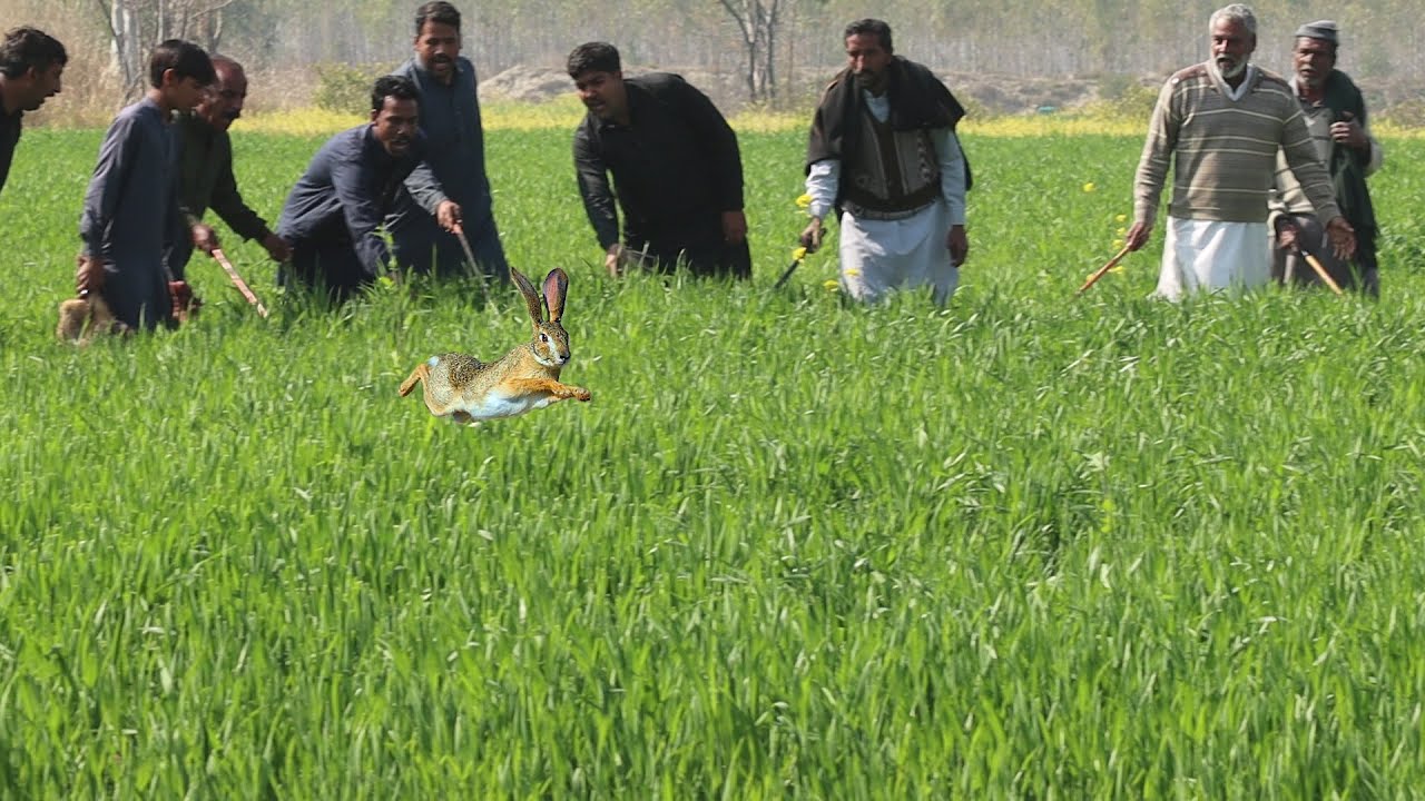 The Hunting Publick | Dog Running | Epic Greyhound Racing | High speed ...