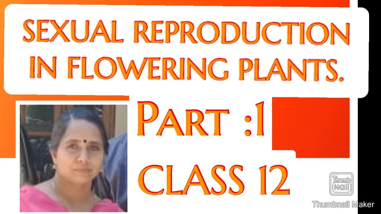 Class XII - Botany -Chapter 2 - Reproduction in Flowering Plants (Part ...