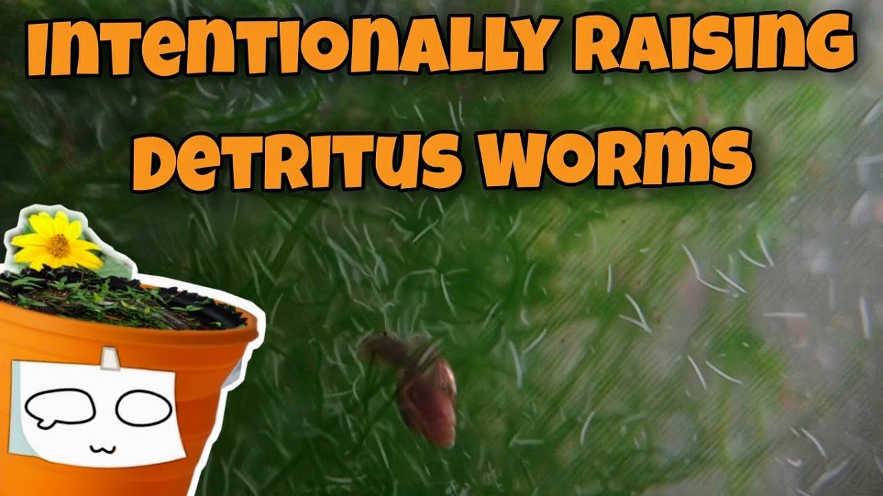 Culturing Detritus Worms In A Nanotank - YouTube