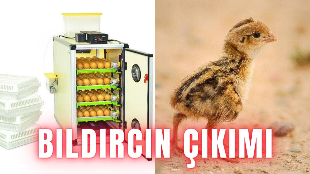 BILDIRCIN KULUÇKASI HAKKINDA HER ŞEY / BILDIRCIN KULUÇKASI / BILDIRCIN ...