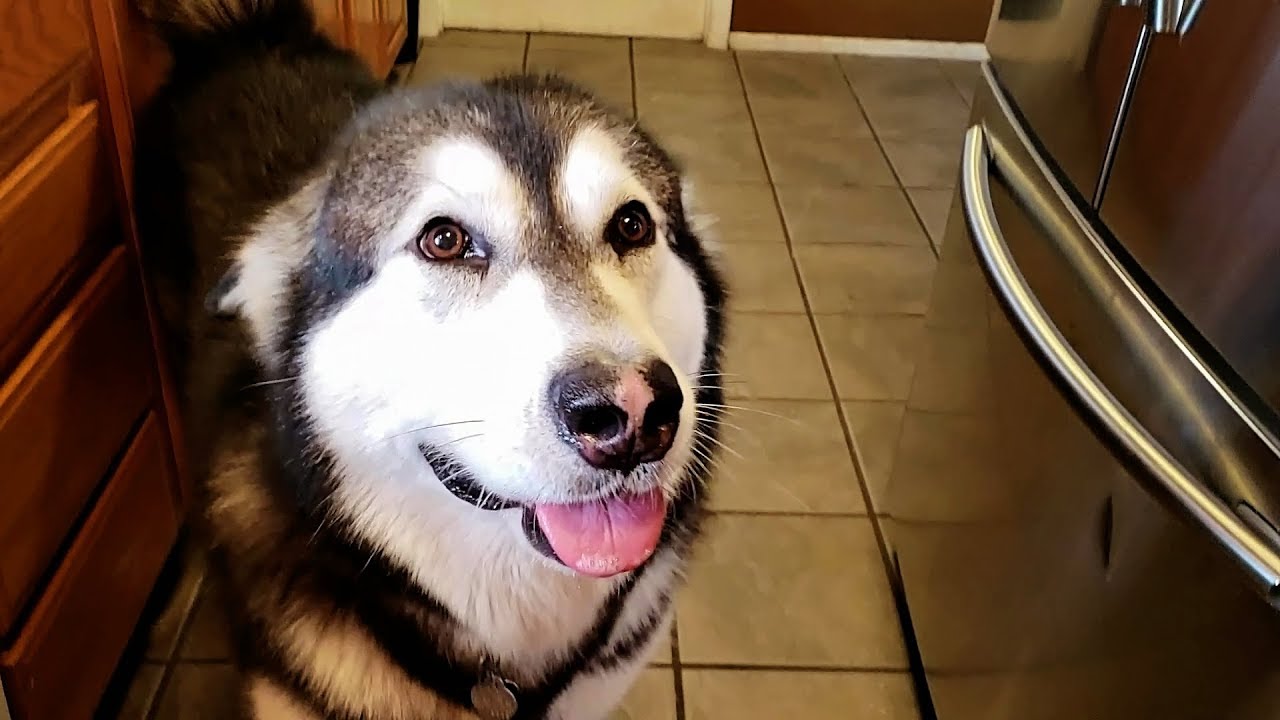 Demanding Dog Loves French Toast! - YouTube