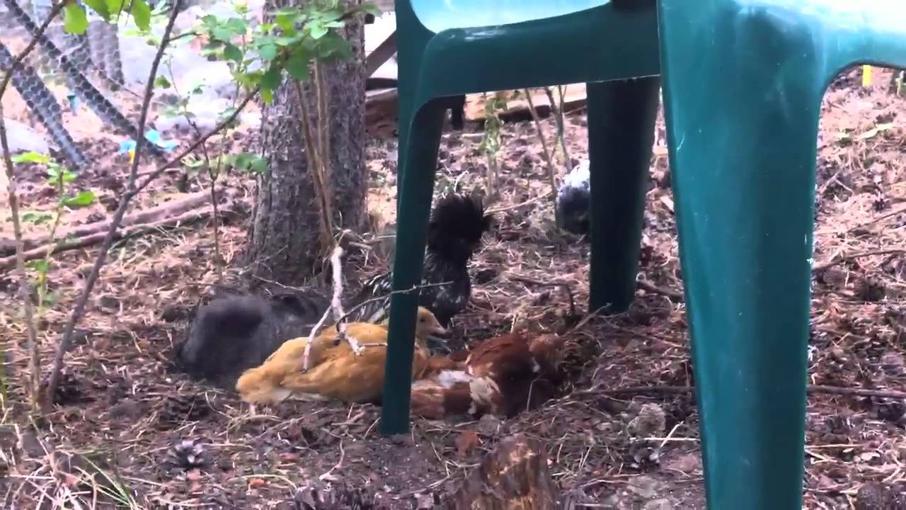 8 week old chicks - YouTube