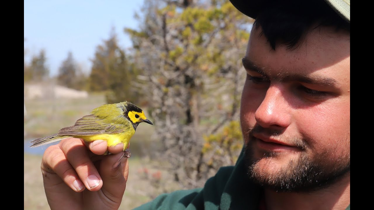 Long Point Bird Observatory Tip - YouTube
