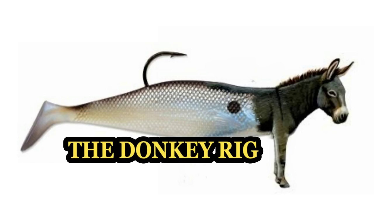 HOW TO FISH THE DONKEY RIG/ THE PROS & CONS - YouTube